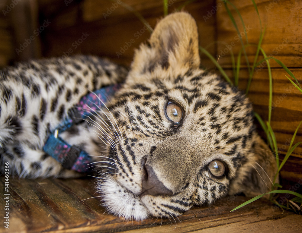 Leopard cub - cuteness Stock Photo | Adobe Stock
