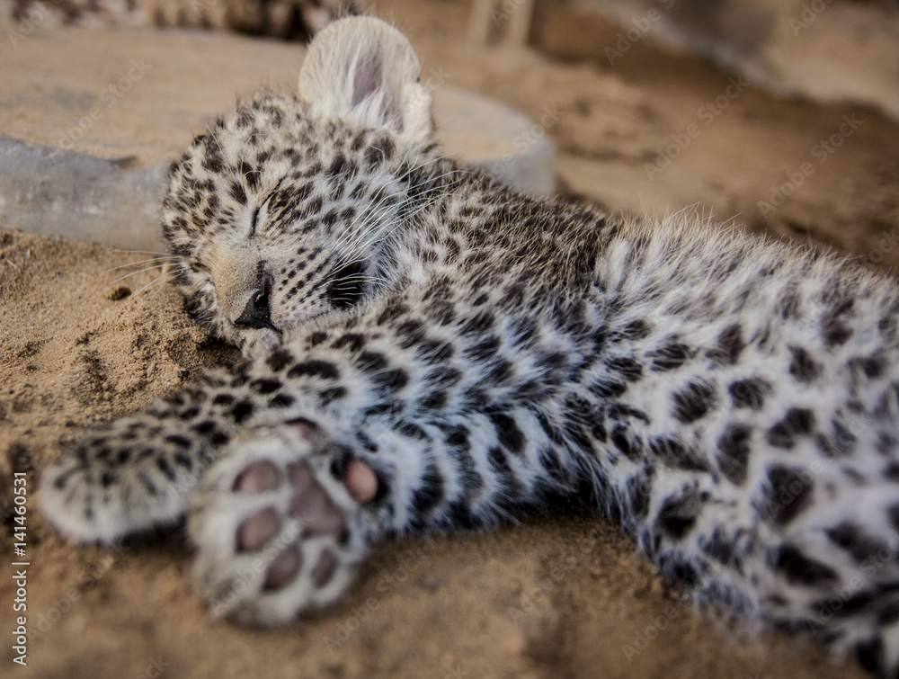Leopard cub - cuteness Stock Photo | Adobe Stock