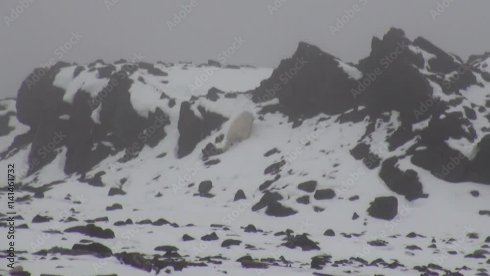 White polar bear on desolate ice of tundra in Svalbard. Dangerous ...