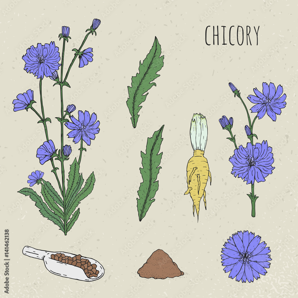 Chicory Plant