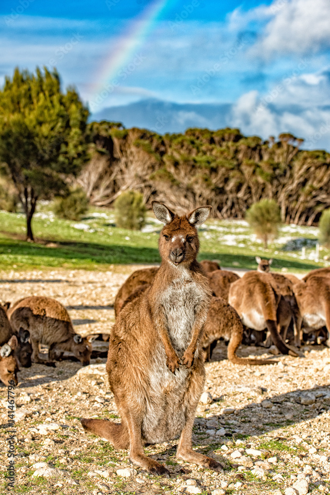 Kangaroo mother and son portrait on rainbow sky background Stock Photo ...