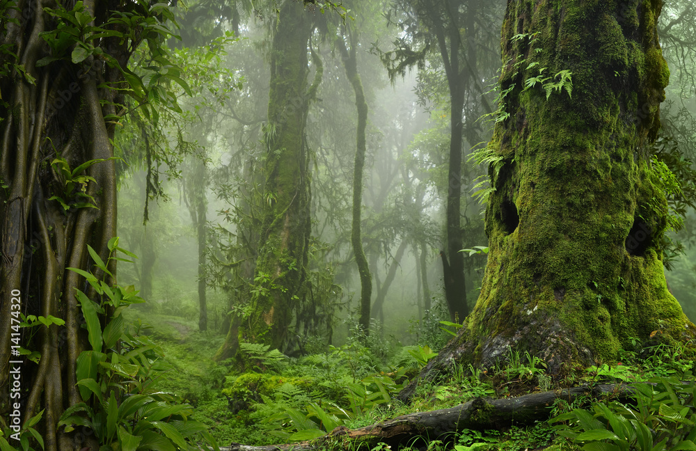 Nepal jungle Stock Photo | Adobe Stock