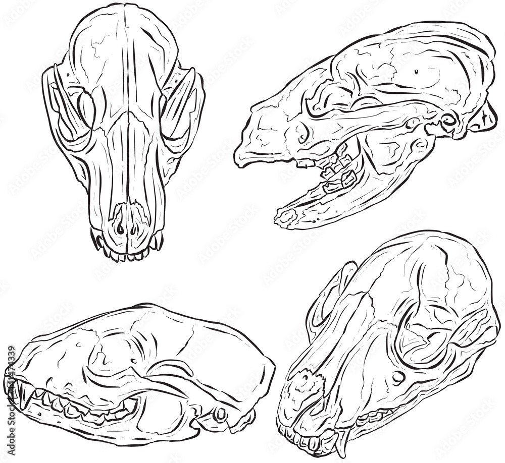 Badger Skulls Line Art Illustration Vector Stock Vector | Adobe Stock