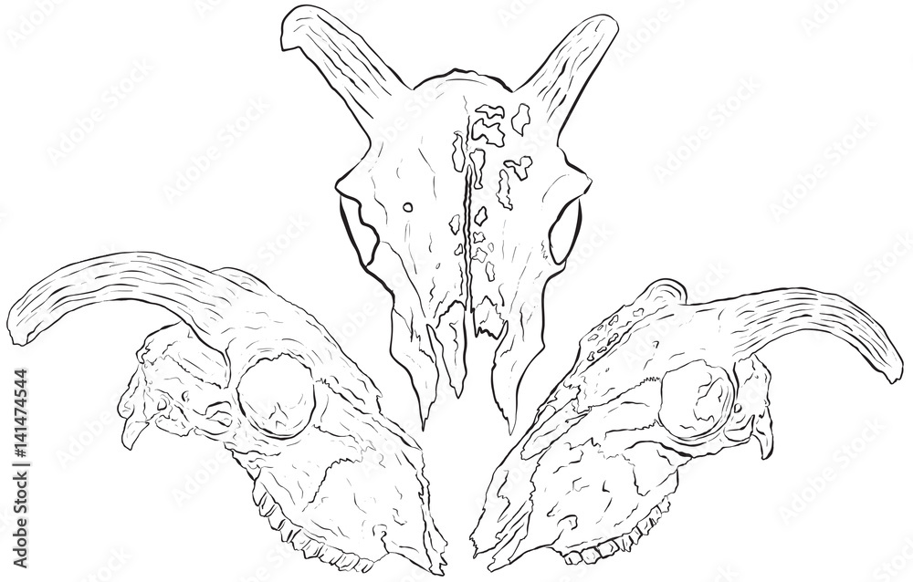Ram Sheep Skulls Line Art Illustration Vector Stock Vector | Adobe Stock