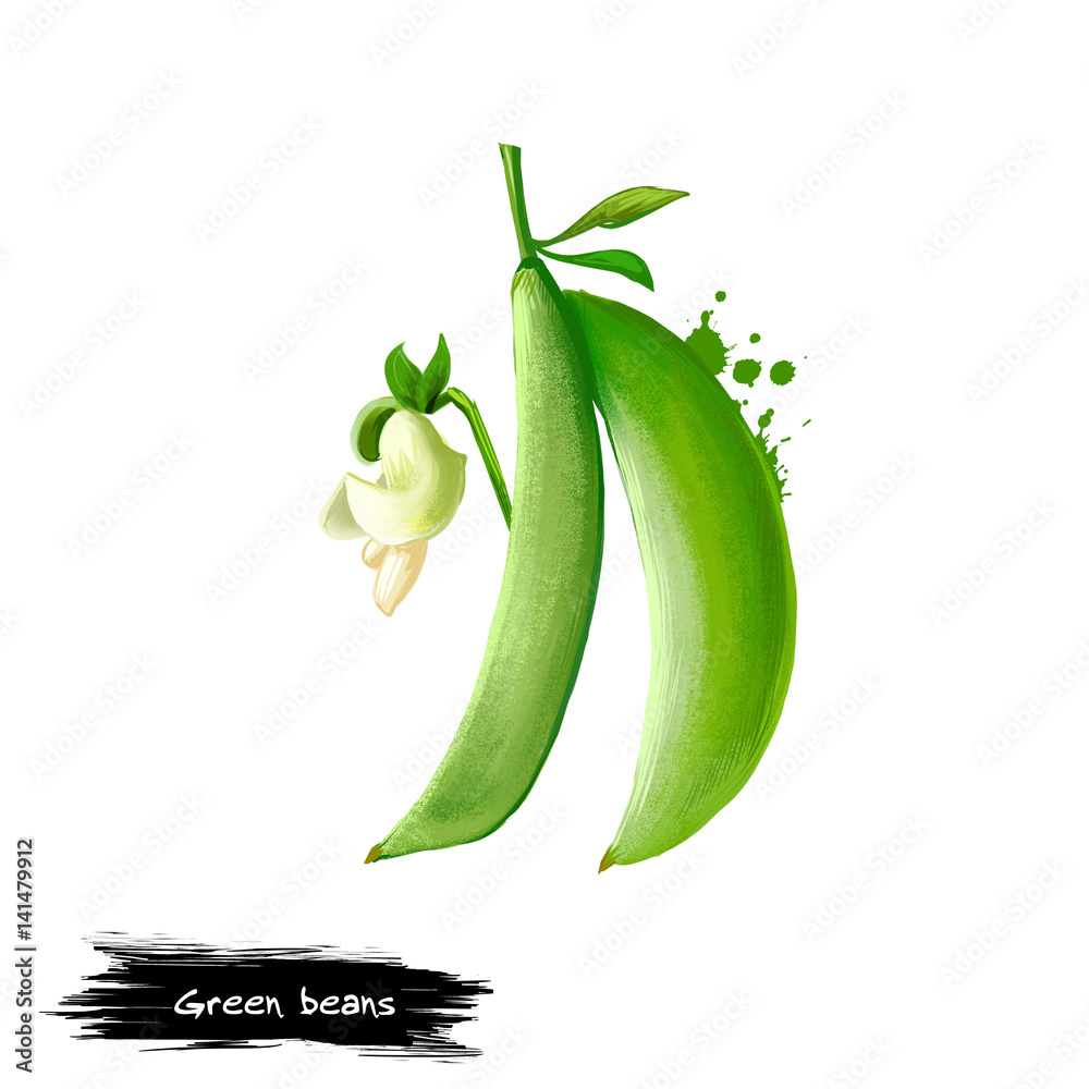 Green beans digital illustration isolated on white. French beans ...