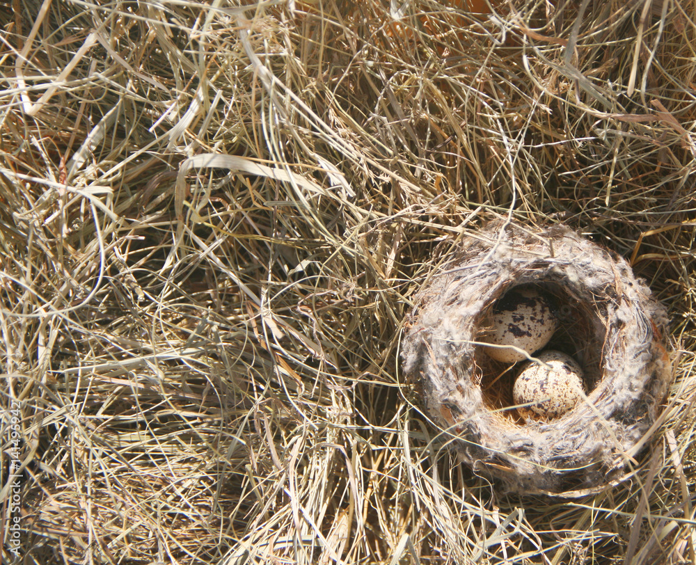 Яйца маленькой птицы в гнезде на траве Stock Photo | Adobe Stock