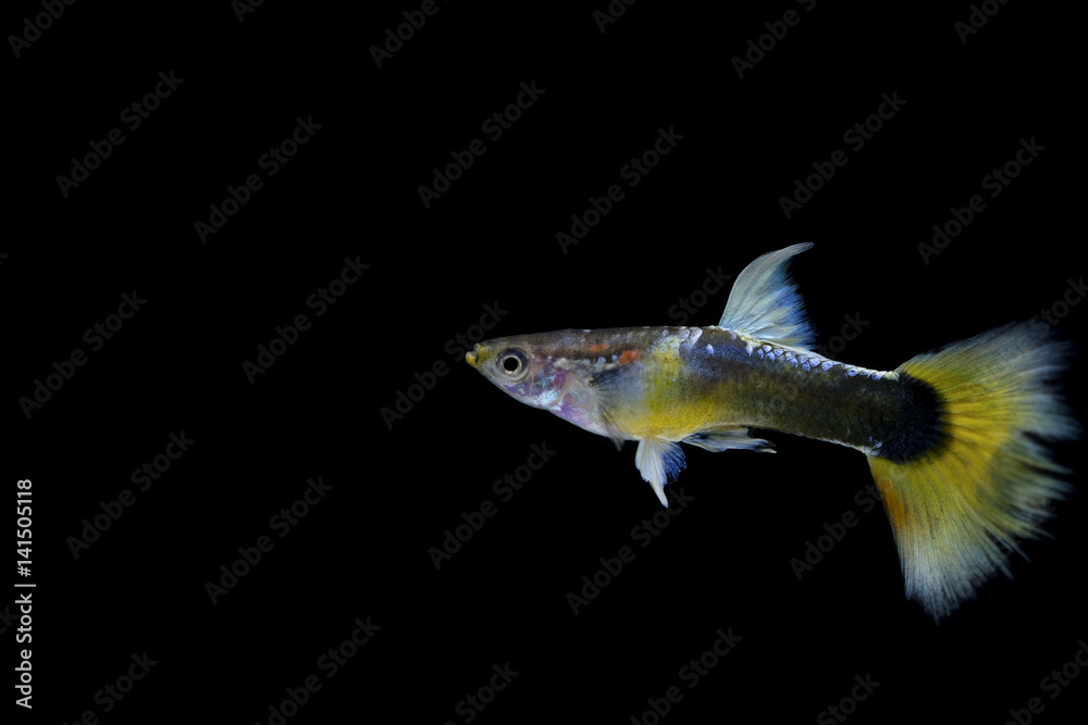 guppy fish Stock Photo | Adobe Stock