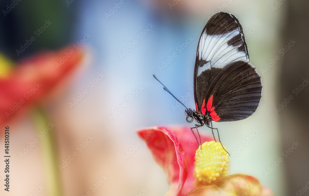 Papillon posé sur une fleur Stock Photo | Adobe Stock