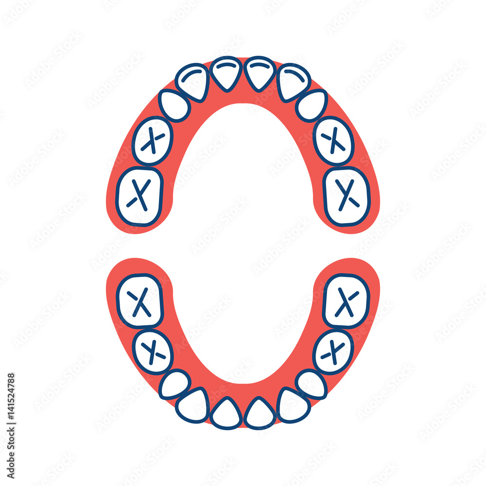 Baby Tooth Chart Baby mouth. Child's jaw, Primary teeth, deciduous ...