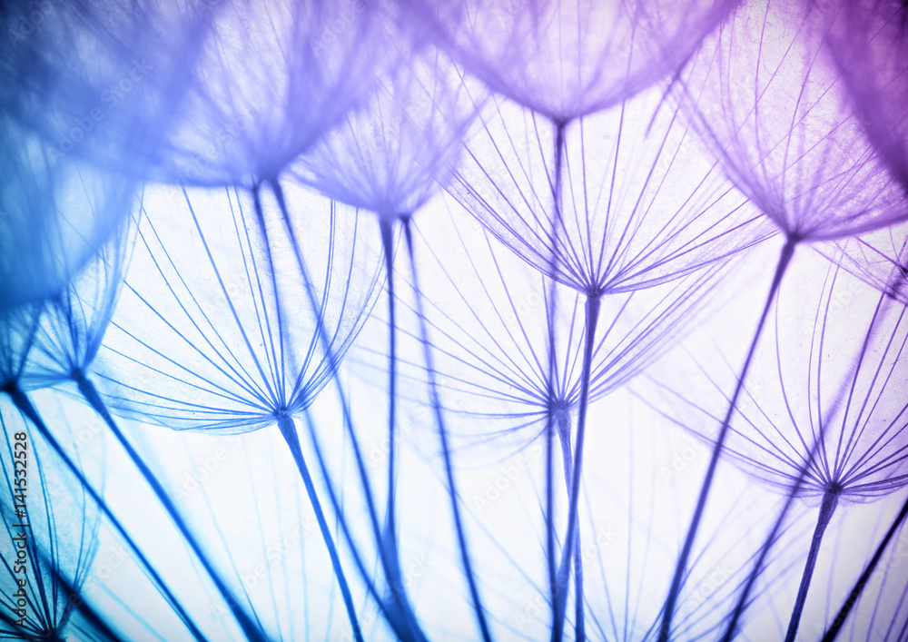 Abstract macro photo of plant seeds at a morning Stock Photo | Adobe Stock