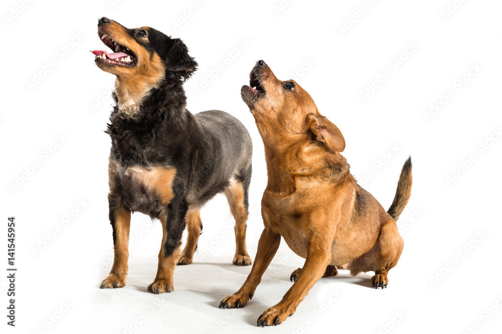 Rat terrier and mini dachshund mixed breed dogs isolated on white ...