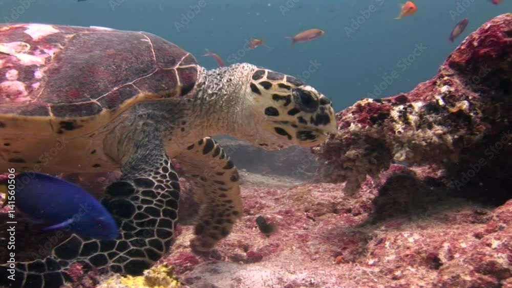 Sea tortoise turtle on background colorful corals underwater in sea of ...