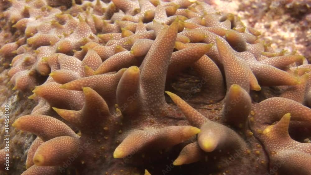 Vidéo Stock Sea cucumber trepang on background of bottom in clean clear ...