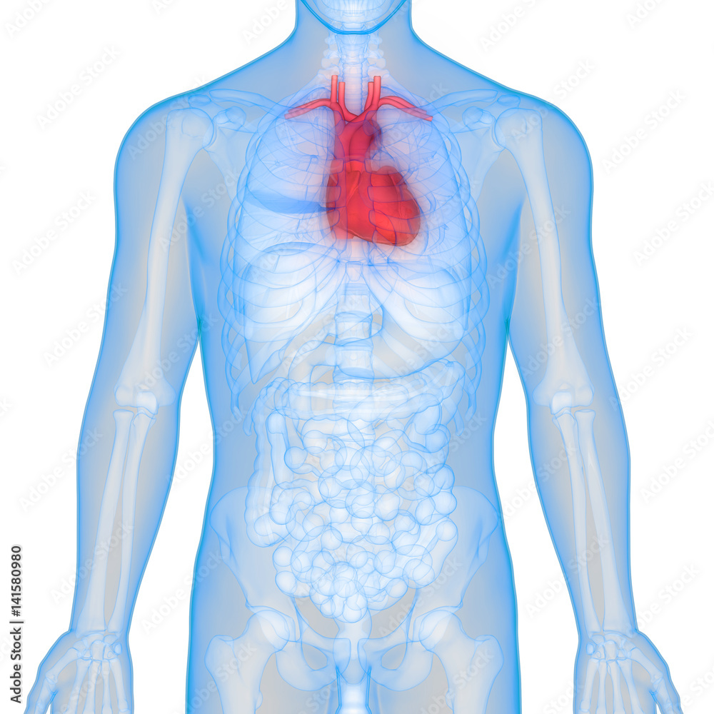 Human Body Organs (Heart Anatomy) Stock Illustration | Adobe Stock