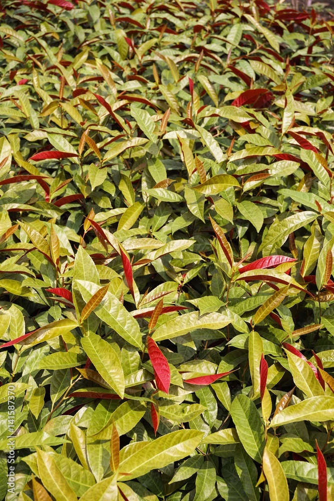 picara tree in nature garden Stock Photo | Adobe Stock