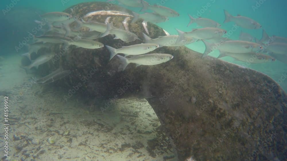 Endangered Florida Manatee (Trichechus manatus latirostris) showing ...