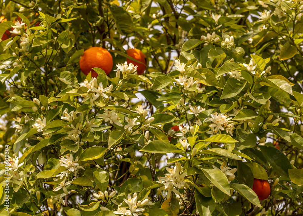 Orange tree blooms Stock Photo | Adobe Stock