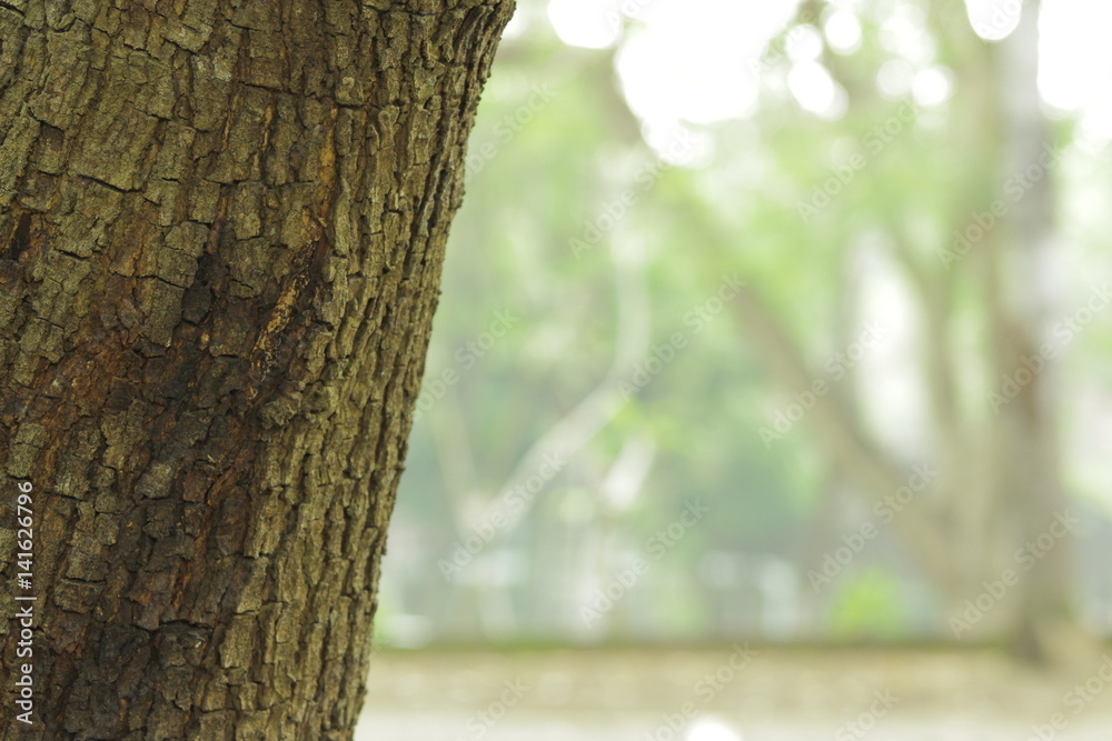 Batang Pohon (Tree Trunks) Stock Photo | Adobe Stock