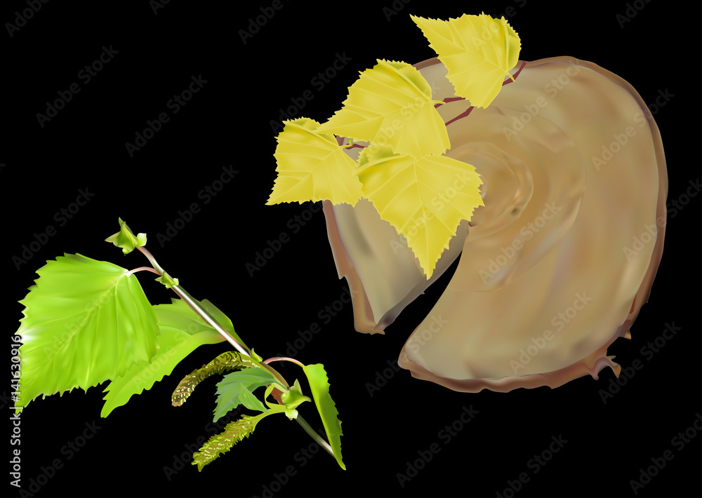 birch tree cross section and leaves isolated on black Stock Vector ...