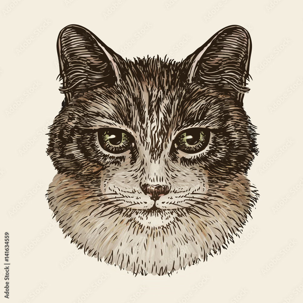 Kitten Face Sketch