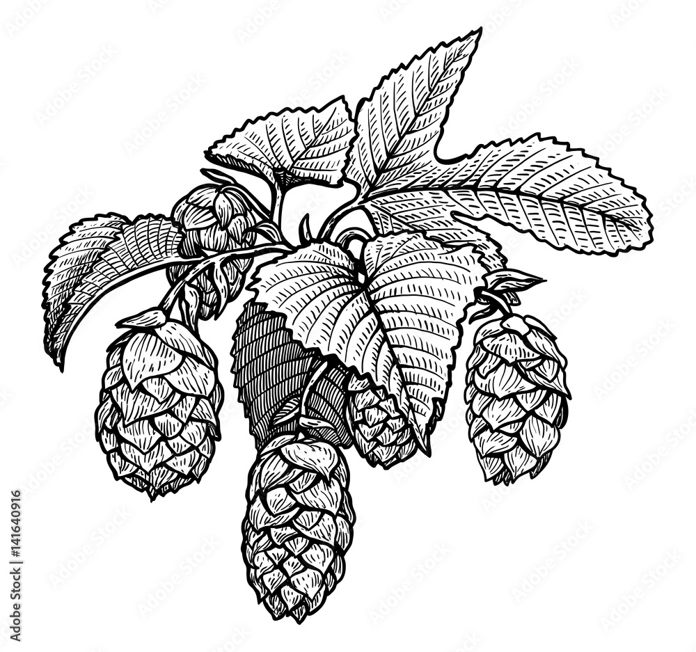 Hop illustration, drawing, engraving, ink, line art, vector Stock ...
