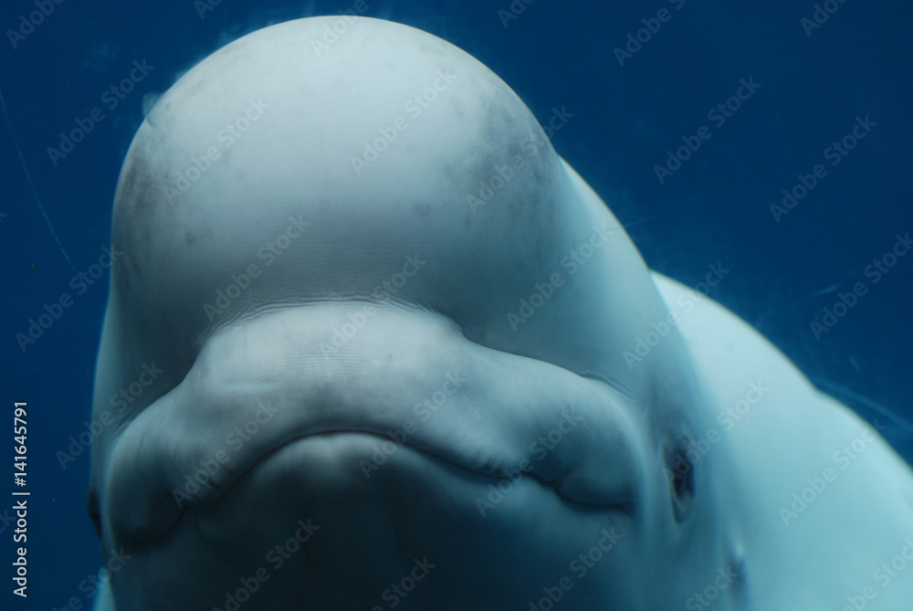 Beluga Whales Smiling