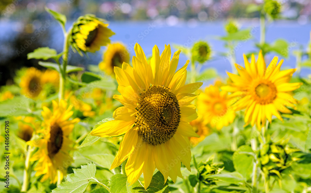 Landschaft im Sommer: Sonnenblumenfeld am Bodensee an einem warmen ...