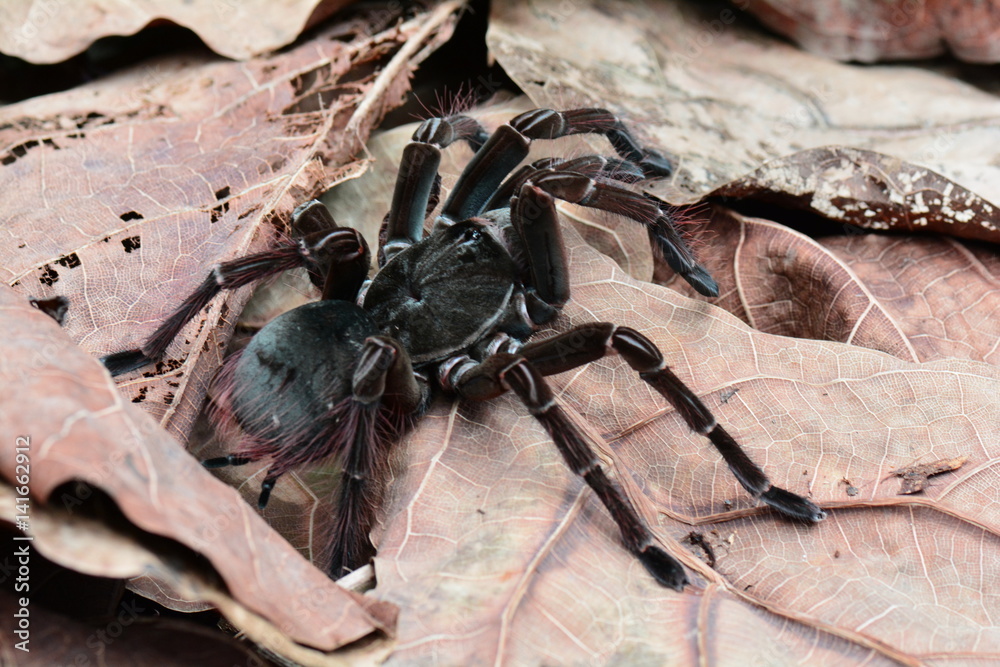 Tarantula spider aka Burgundy Goliath birdeater Stock Photo | Adobe Stock