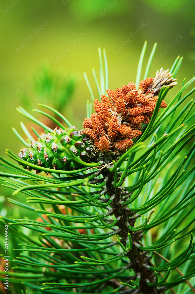 Pinus Cone Male And Female