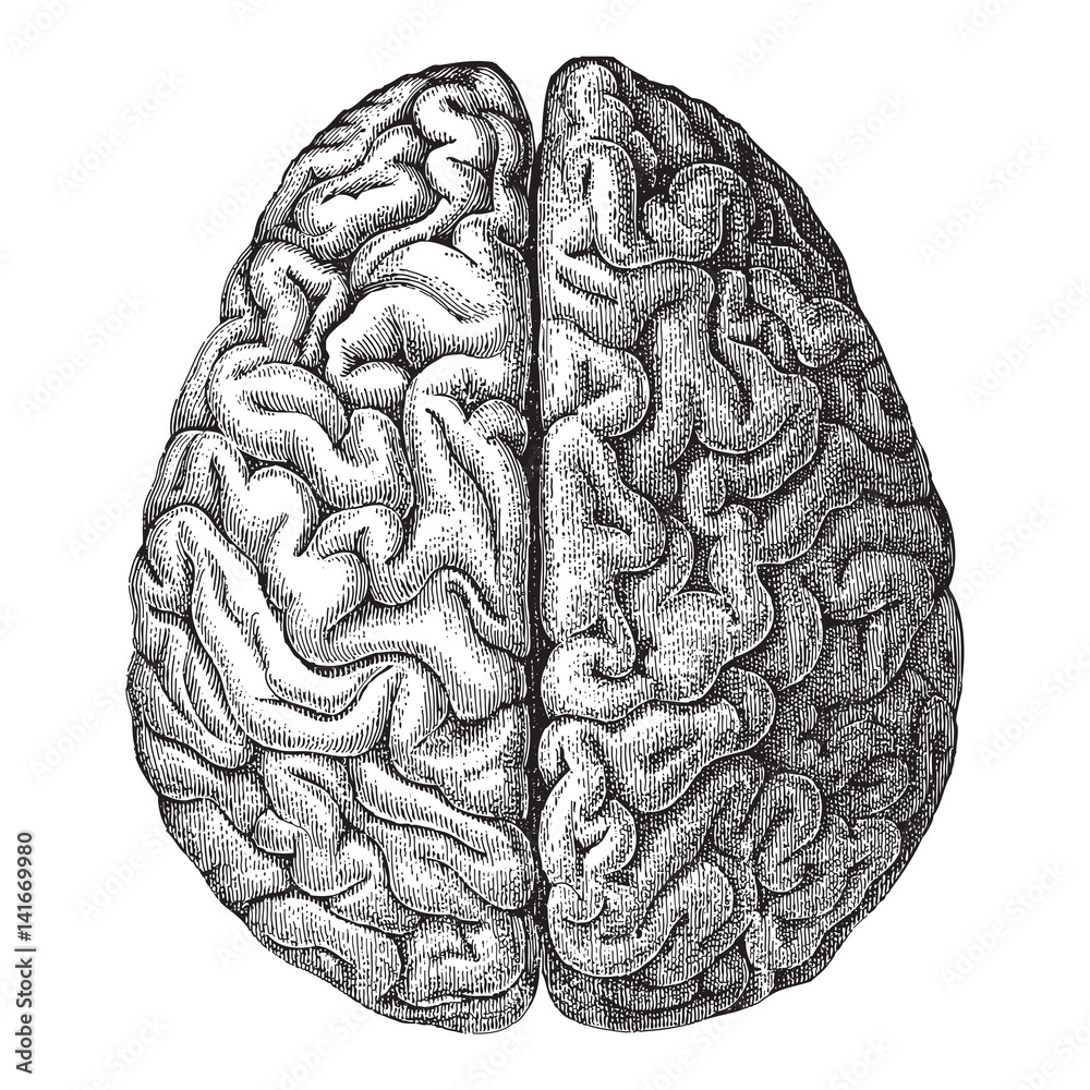 Human brain - vintage illustration Stock Vector | Adobe Stock Human brain - vintage illustration Stock Vector | Adobe Stock