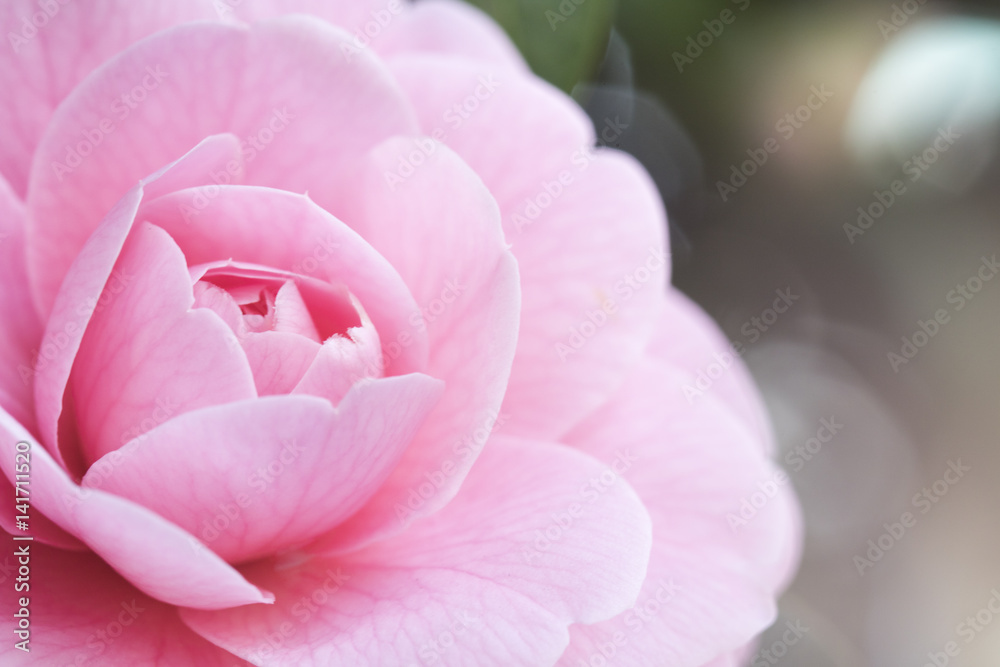 spring flower Stock Photo | Adobe Stock