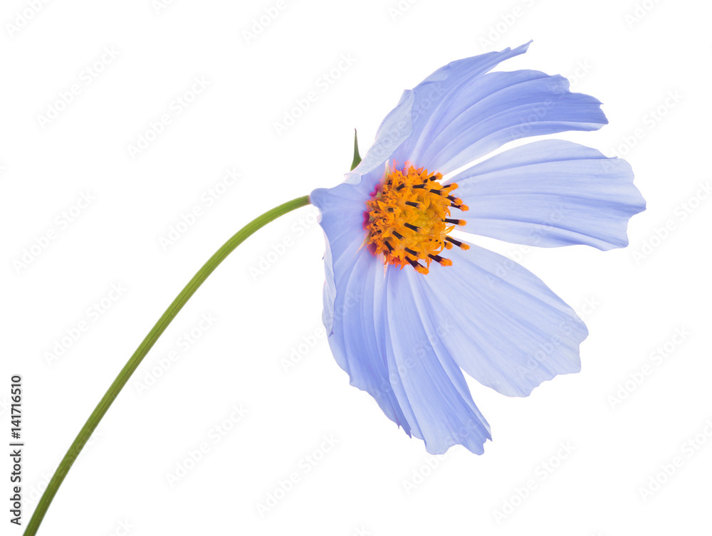 single flower light blue color Stock Photo | Adobe Stock