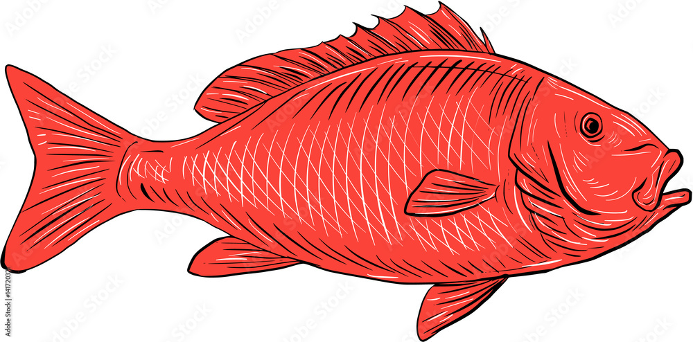 Australasian Snapper Swimming Drawing Stock Vector | Adobe Stock