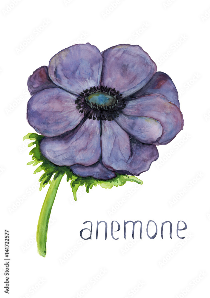 Watercolor hand drawn illustration sketch of anemone flower with ...