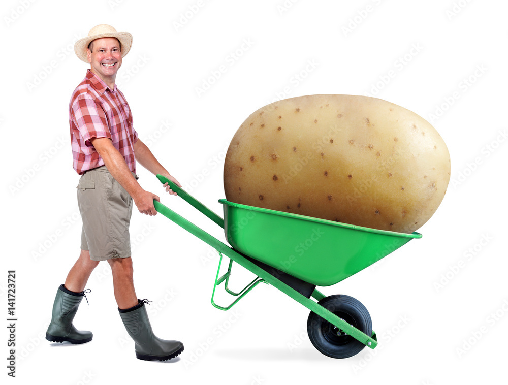 Cheerful gardener carrying a large potato. A man pushing a wheelbarrow ...