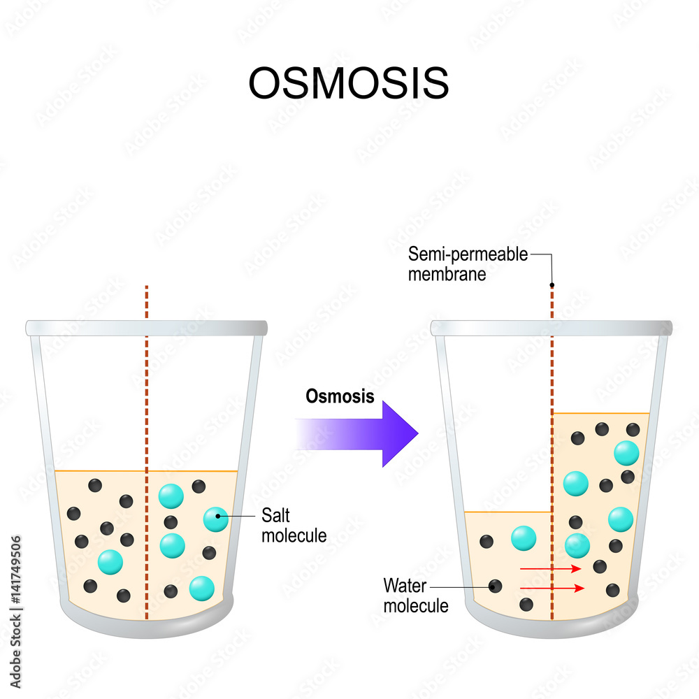Osmosis. Water passing through a semi-permeable membrane Stock Vector ...