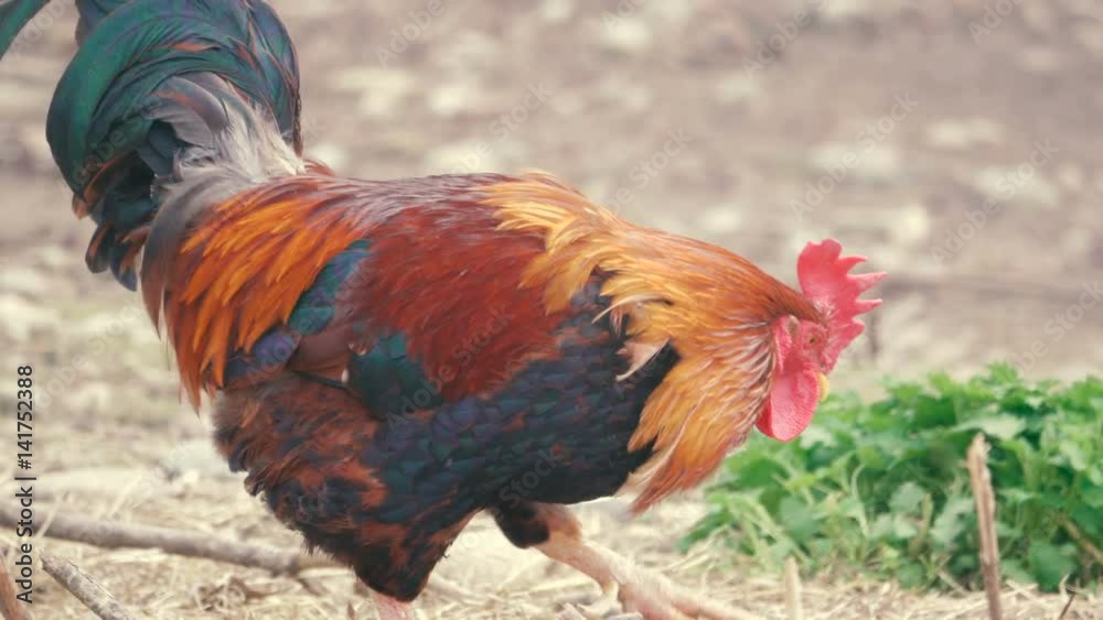 Close Up of a Colorful Rooster in a Farm Stock Video | Adobe Stock