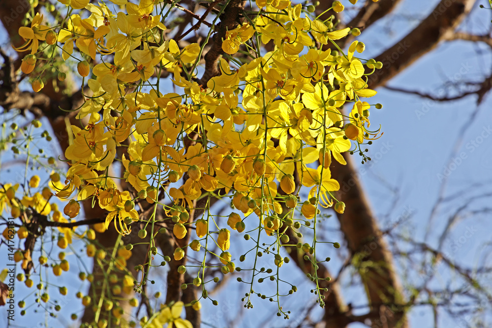 Foto de Golden shower, Cassia Fistula, bloom in tree. Called konna in ...