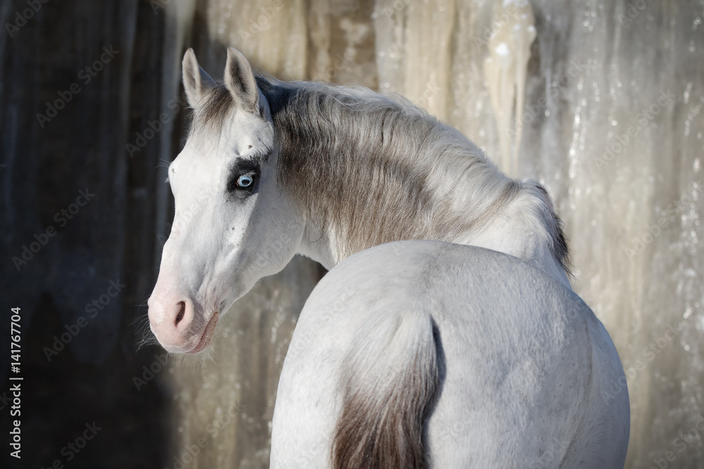 Beautiful grey horse look back on light background isolated Stock Photo ...