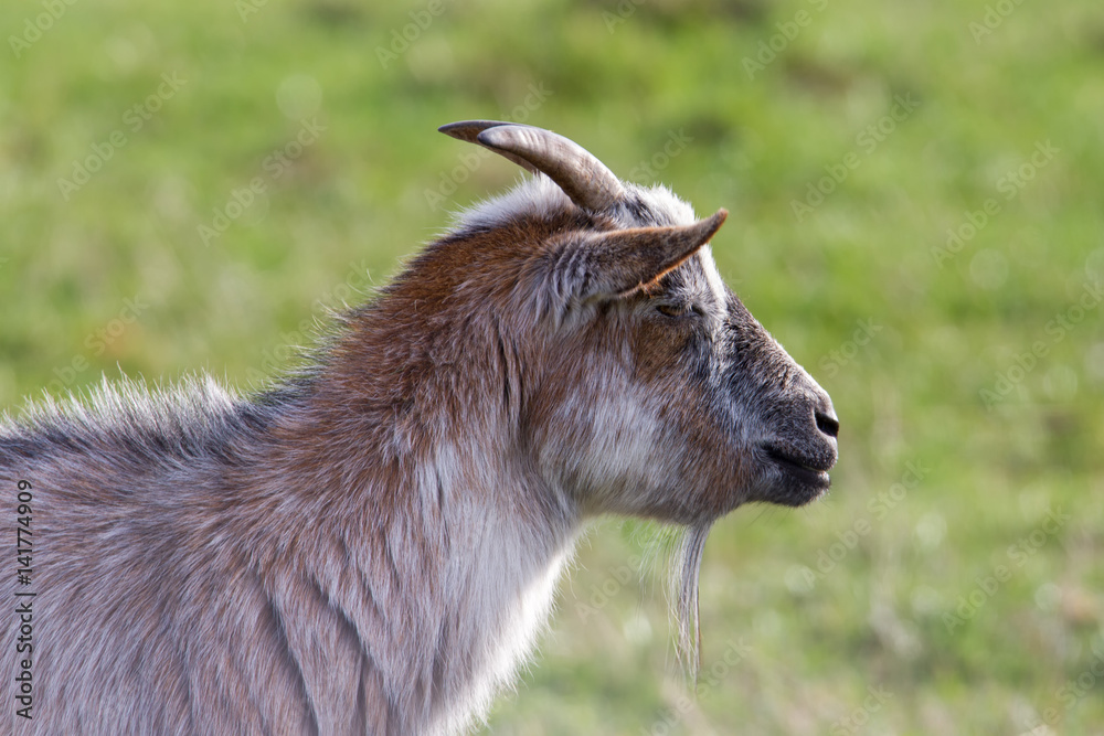 Ziegenbock mit Ziegenbart auf einer grünen Wiese Stock Photo | Adobe Stock