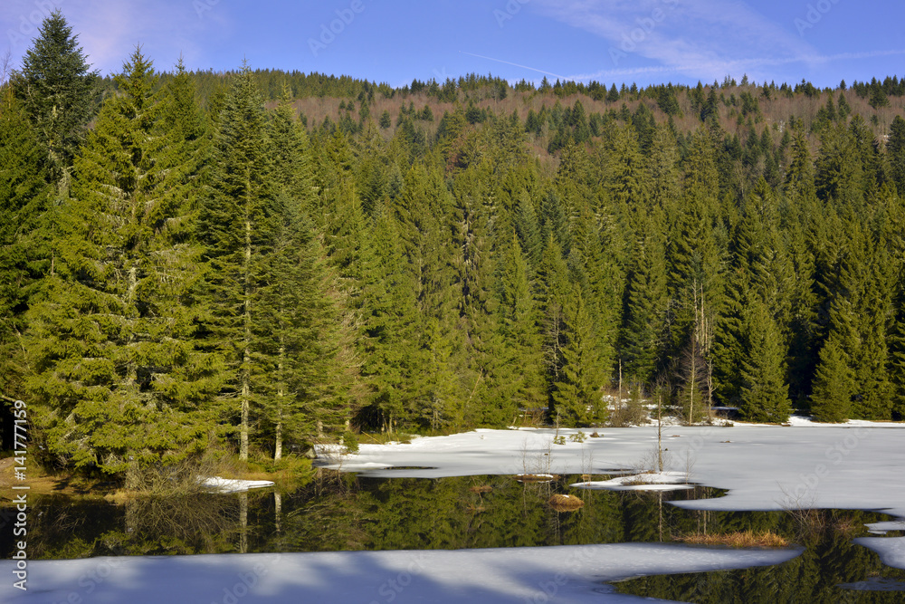 Forêt de sapins au lac de Lispash à La Bresse (88250), département des ...