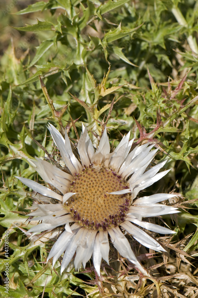 Carlina acaulis / Carline acaule / Carline à tige courte Stock Photo ...