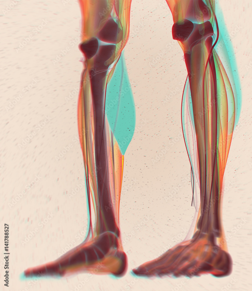 Calf muscles, human anatomy, gastrocnemius. 3d illustration Stock ...