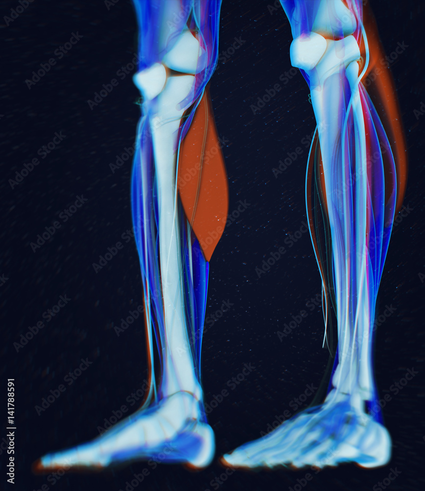Calf muscles, human anatomy, gastrocnemius. 3d illustration Stock ...