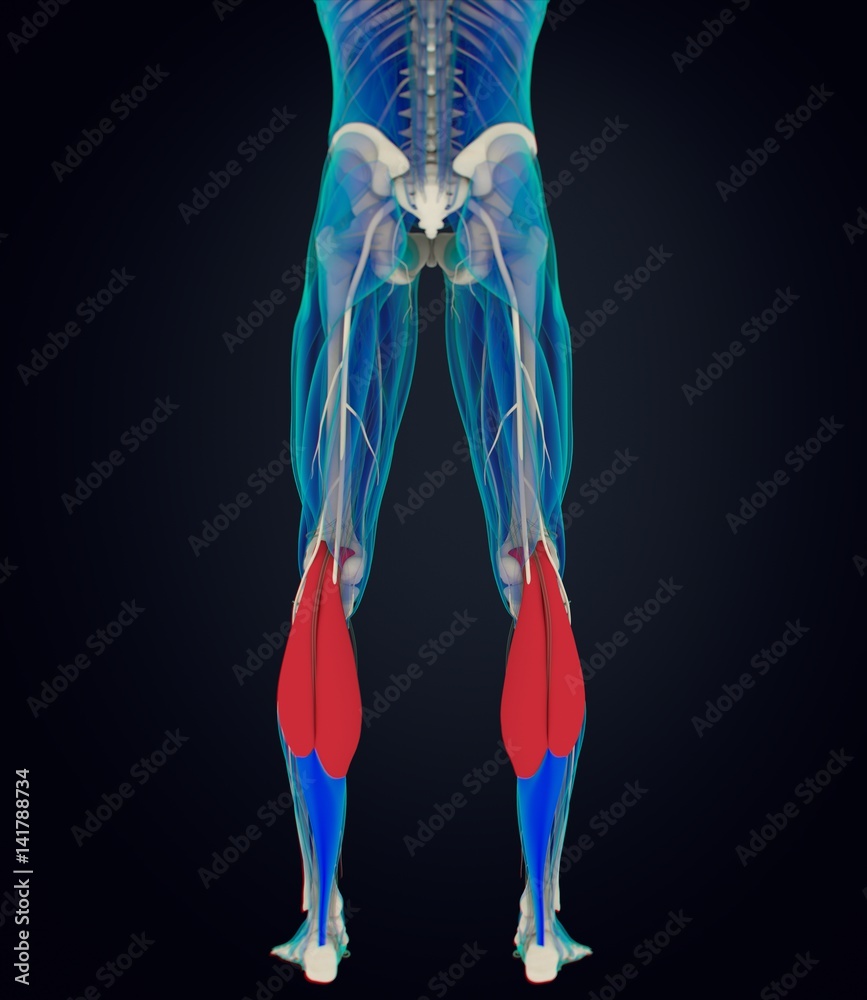 Diagram Of A Calves Stomach