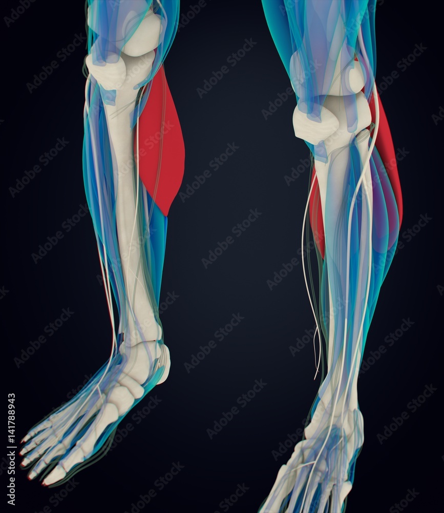 Calf muscles, human anatomy, gastrocnemius. 3d illustration Stock ...