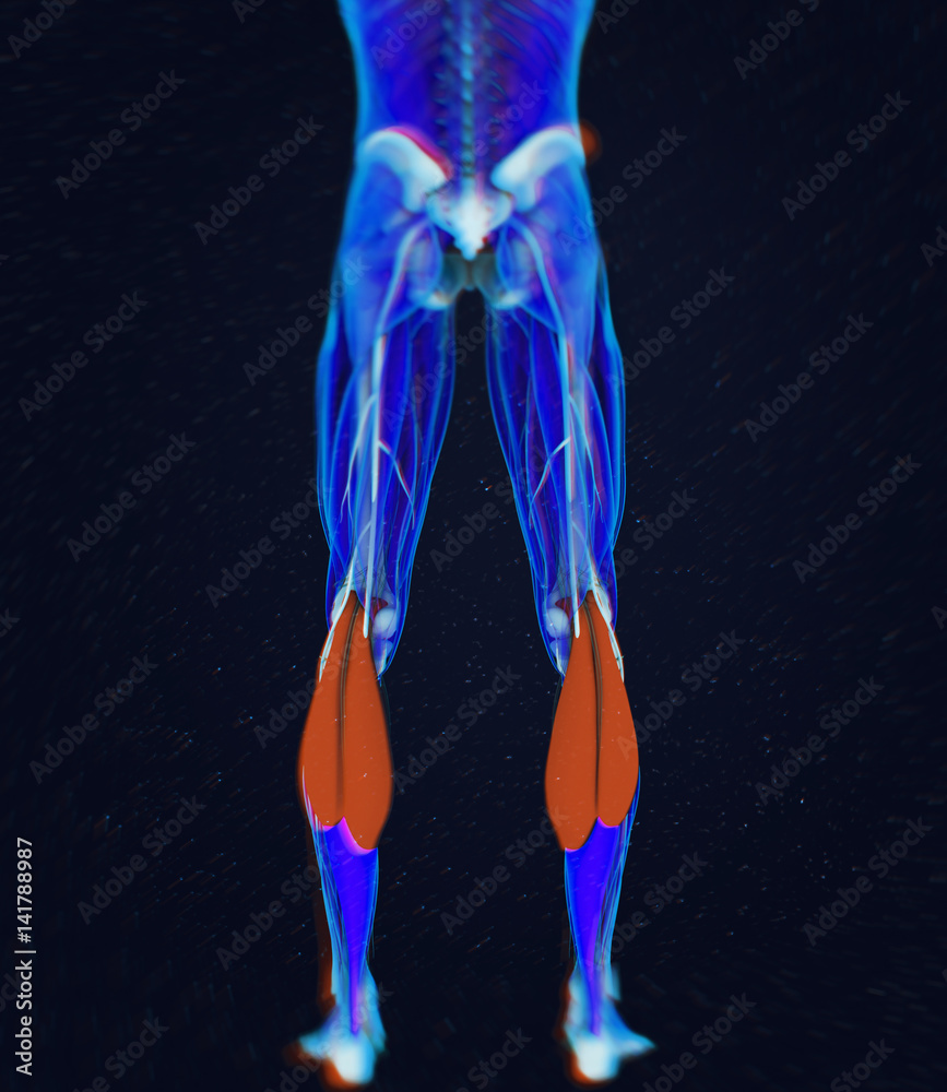 Calf muscles, human anatomy, gastrocnemius. 3d illustration Stock ...