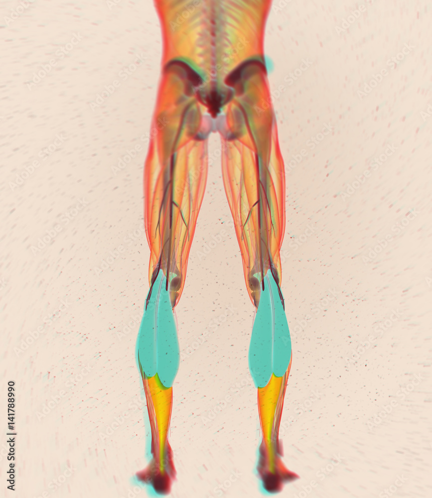 Calf muscles, human anatomy, gastrocnemius. 3d illustration Stock ...