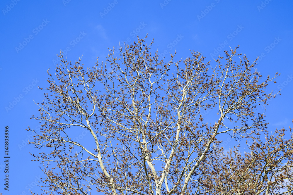 Silver Poplar Tree