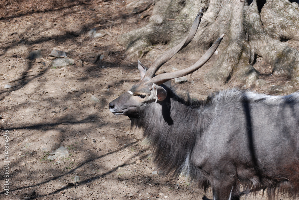 Side View of a Nyala Buck in the Wild Stock Photo | Adobe Stock